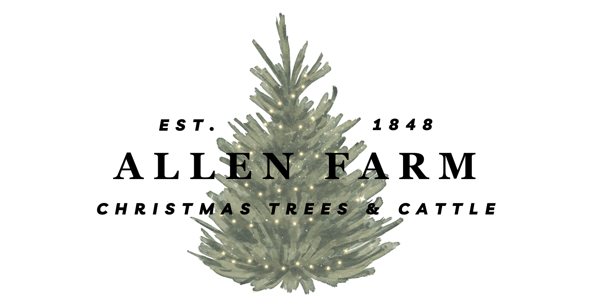 Allen Farm Christmas Trees and Cattle